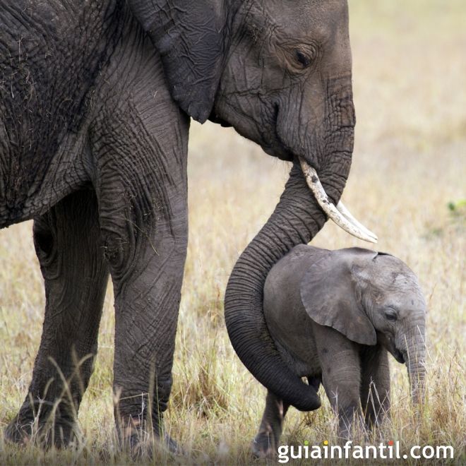 Un pequeño elefante con su madre