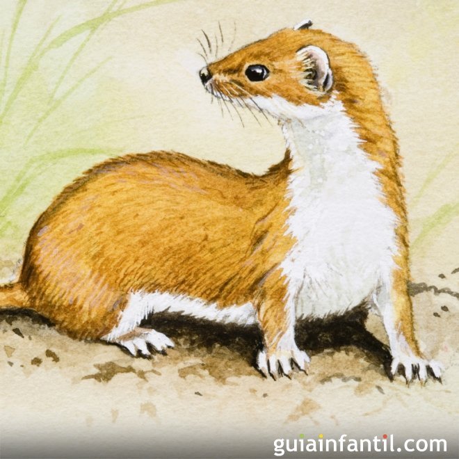 La comadreja en un granero. Fábula de La Fontaine